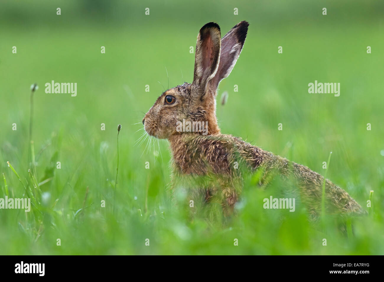 Hare sitting hi-res stock photography and images - Alamy