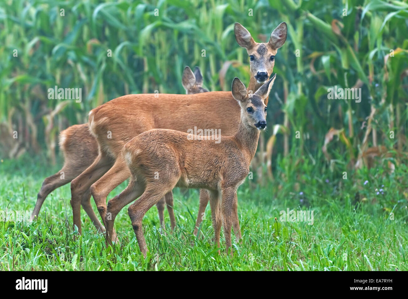 Two juvenile roe hi-res stock photography and images - Alamy