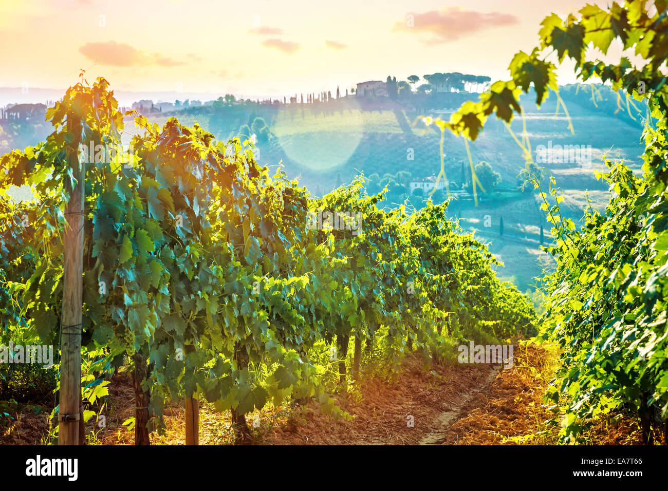 Italian Vineyards Sunset