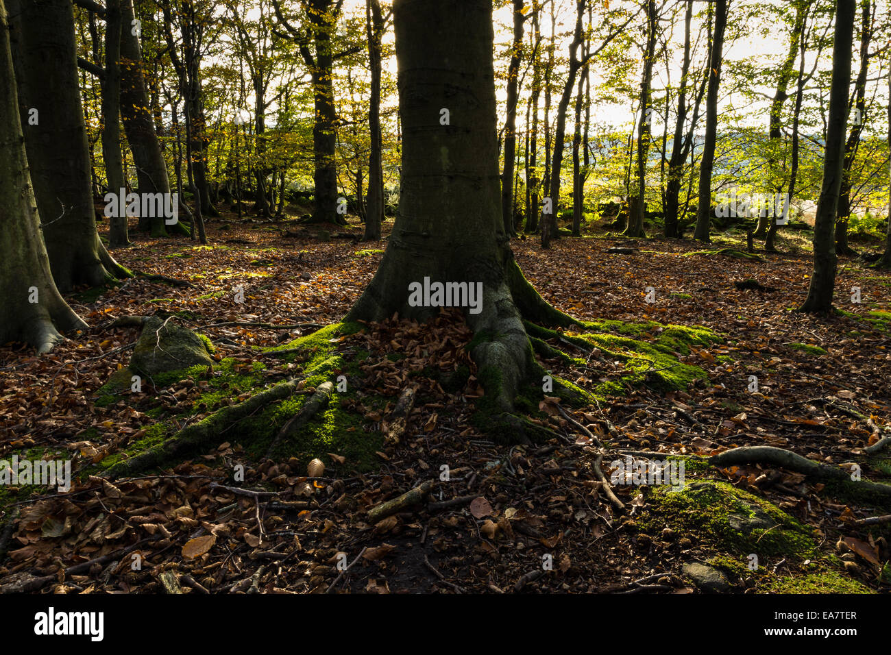 Beech tree, roots, moss and backlit woods Stock Photo - Alamy