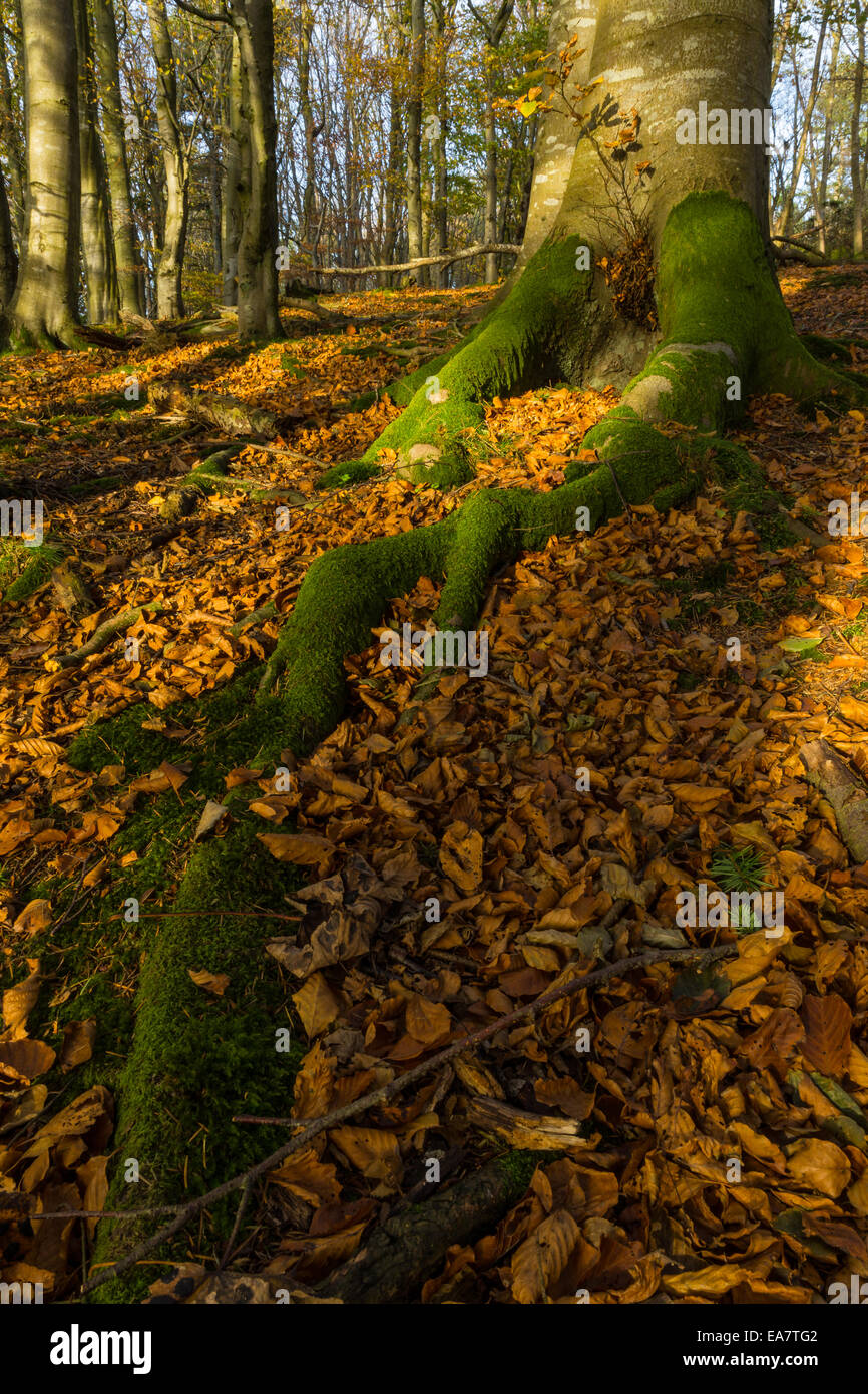 Beech tree roots and autumn leaves Stock Photo - Alamy