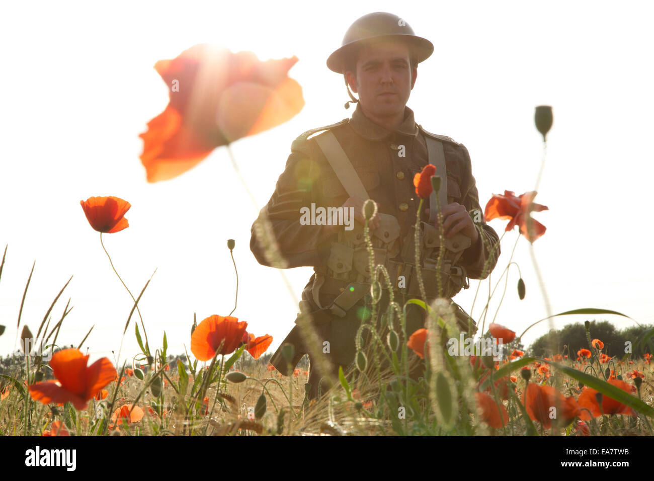 WW1 soldier in poppy field Stock Photo - Alamy