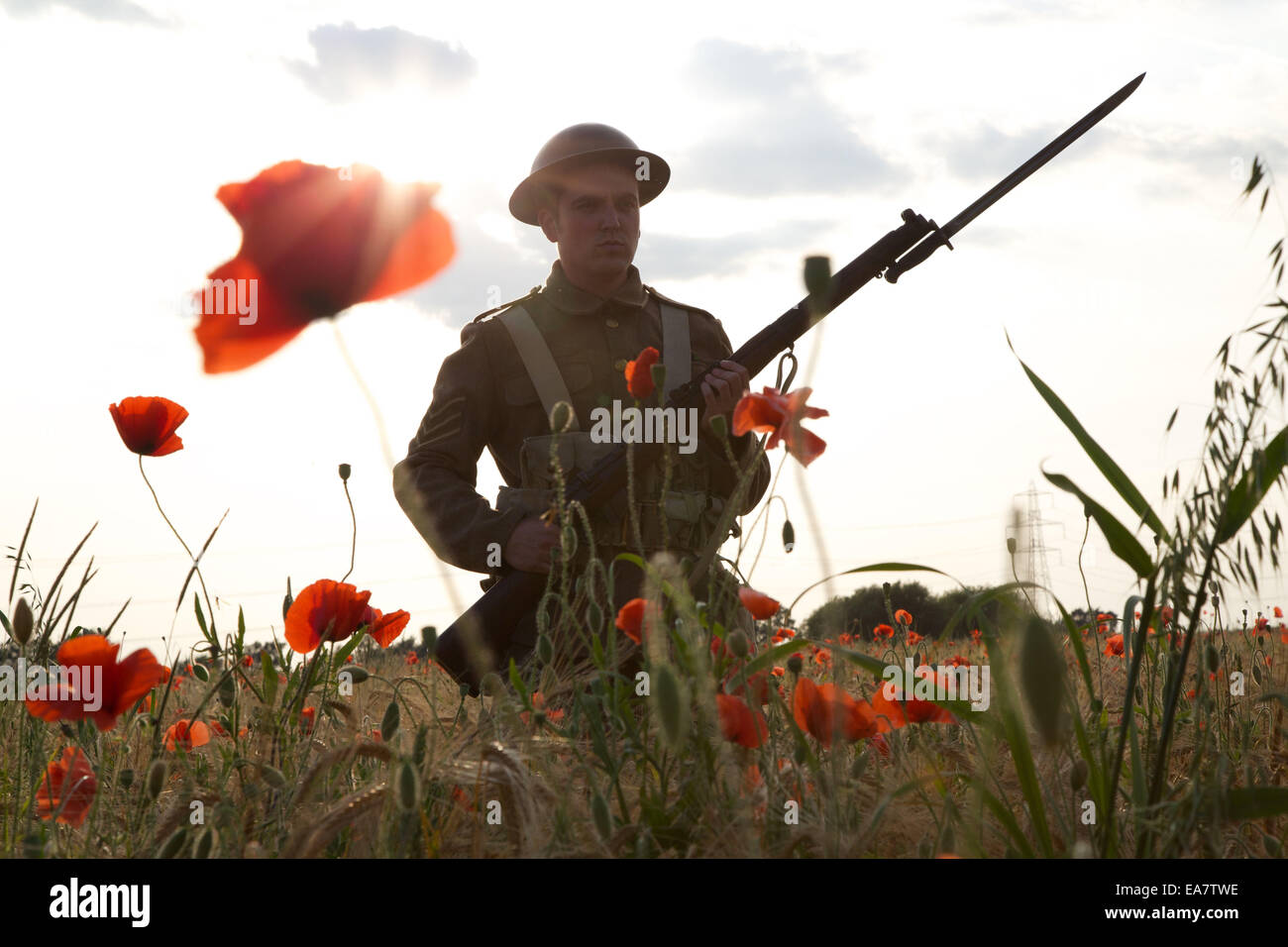 WW1 soldier in poppy field Stock Photo - Alamy