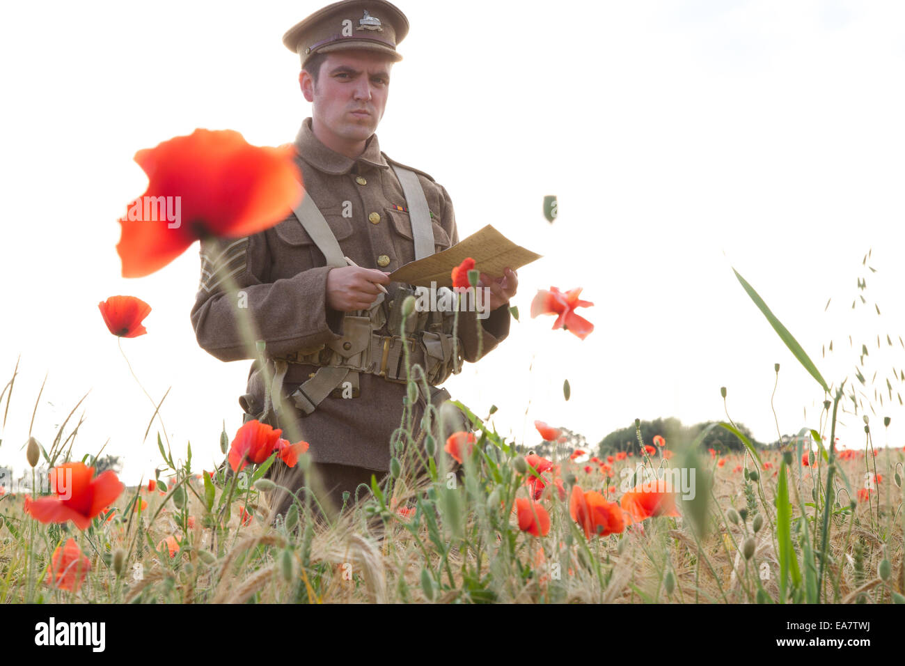 WW1 soldier in poppy field Stock Photo - Alamy