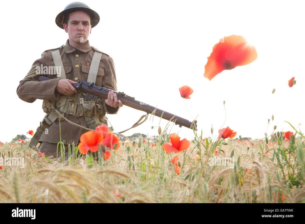 Ww1 soldier in poppy field hi-res stock photography and images - Alamy
