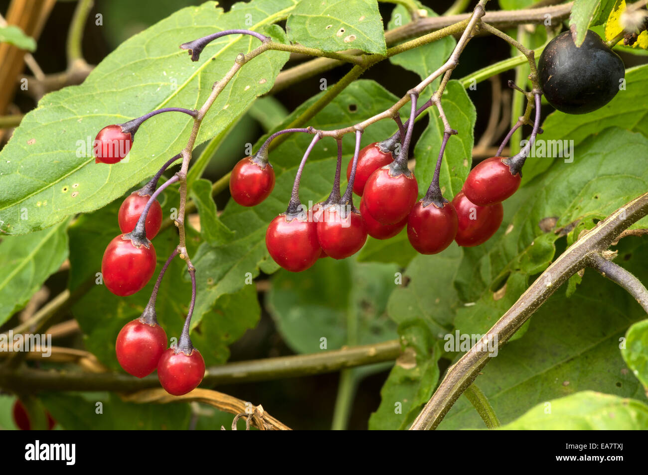 Bittersweet berries. Very common in hedgerows and wood edges, the ...