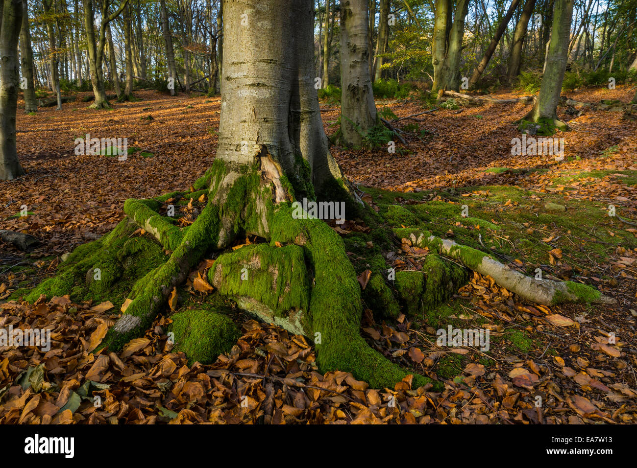 Beech roots and leaves Stock Photo - Alamy