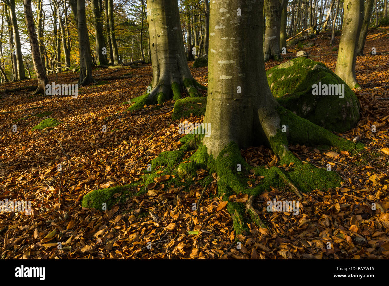 Beech roots hi-res stock photography and images - Alamy