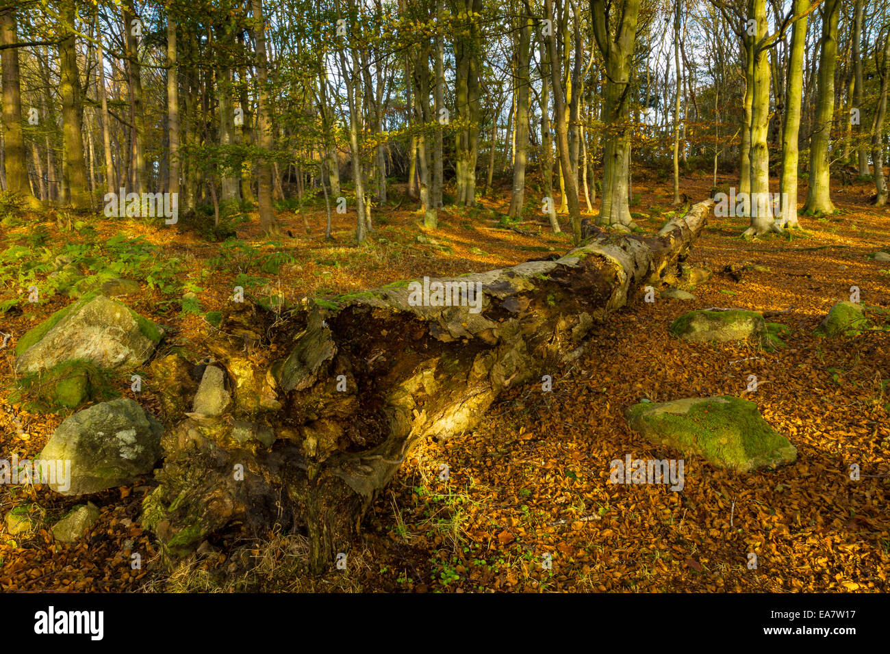 Fallen beech tree trunk Stock Photo - Alamy