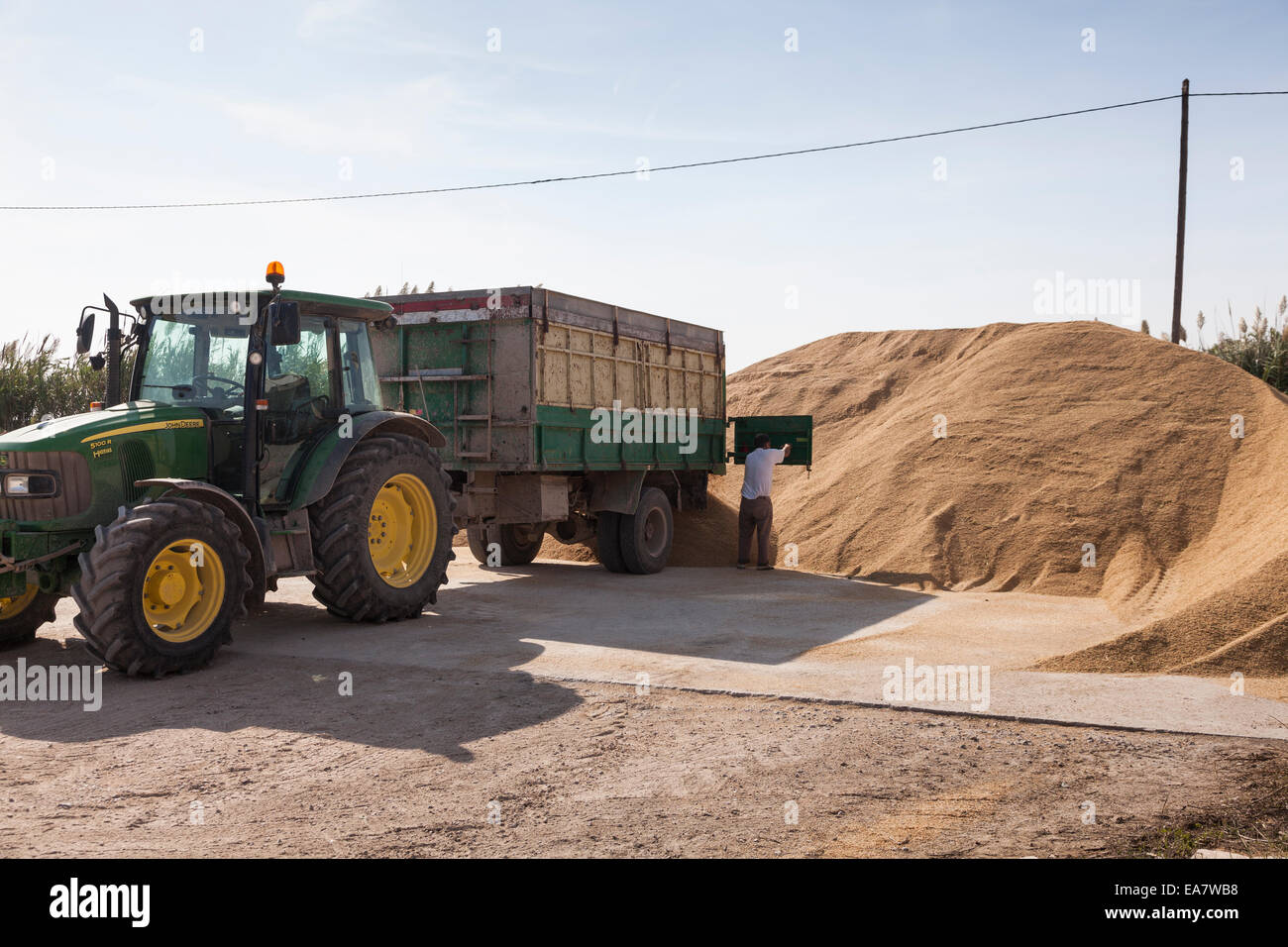 Farmer tipping rice for collection in El Palmar, Albufera, valencia ...