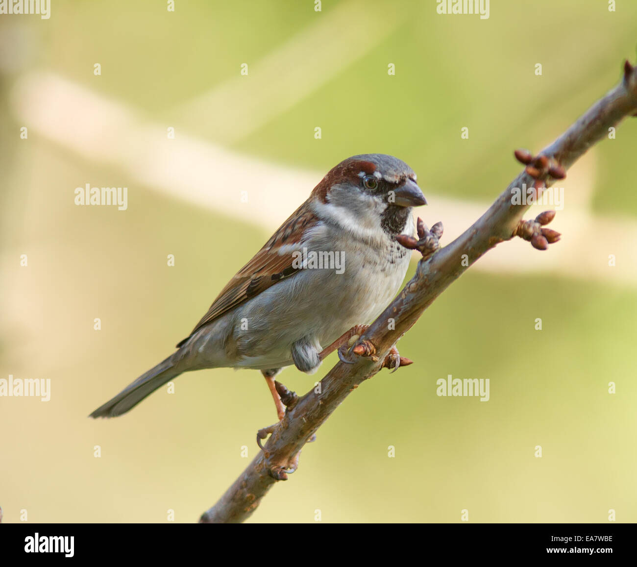 A House Sparrow on a tree branch Stock Photo - Alamy