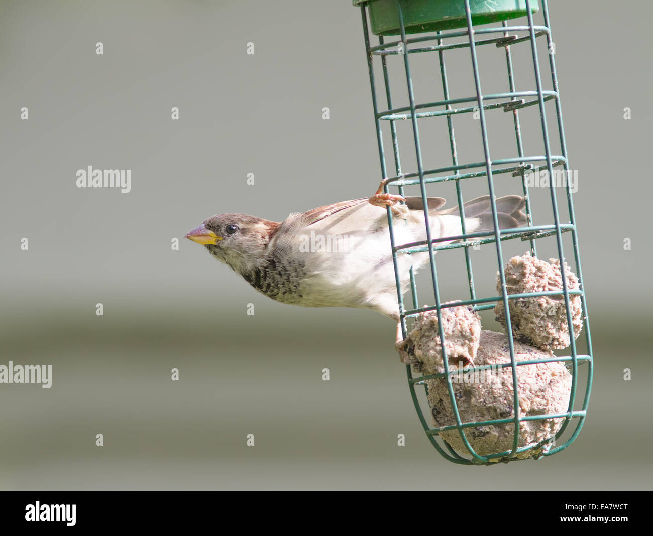 Juvenile house sparrow hi-res stock photography and images - Alamy