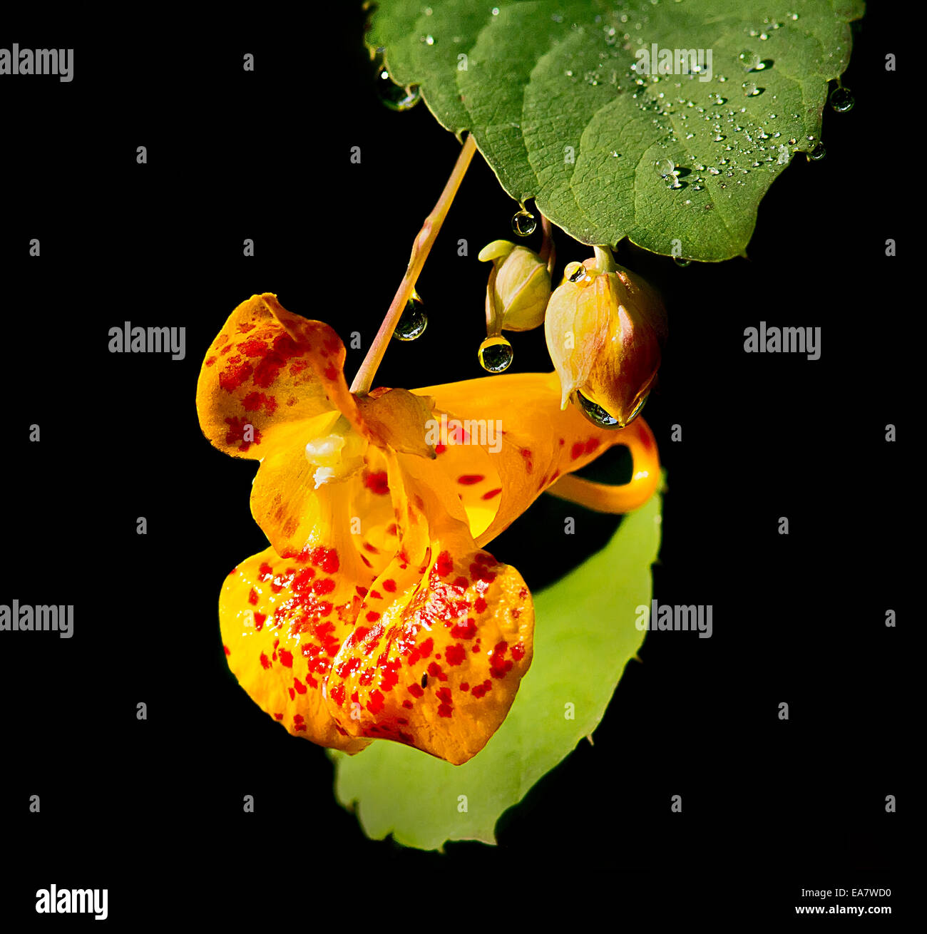 Jewelweed plant hi-res stock photography and images - Alamy