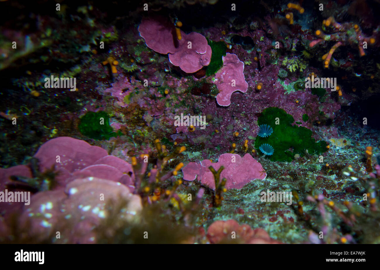 Coralline red algae hi-res stock photography and images - Alamy