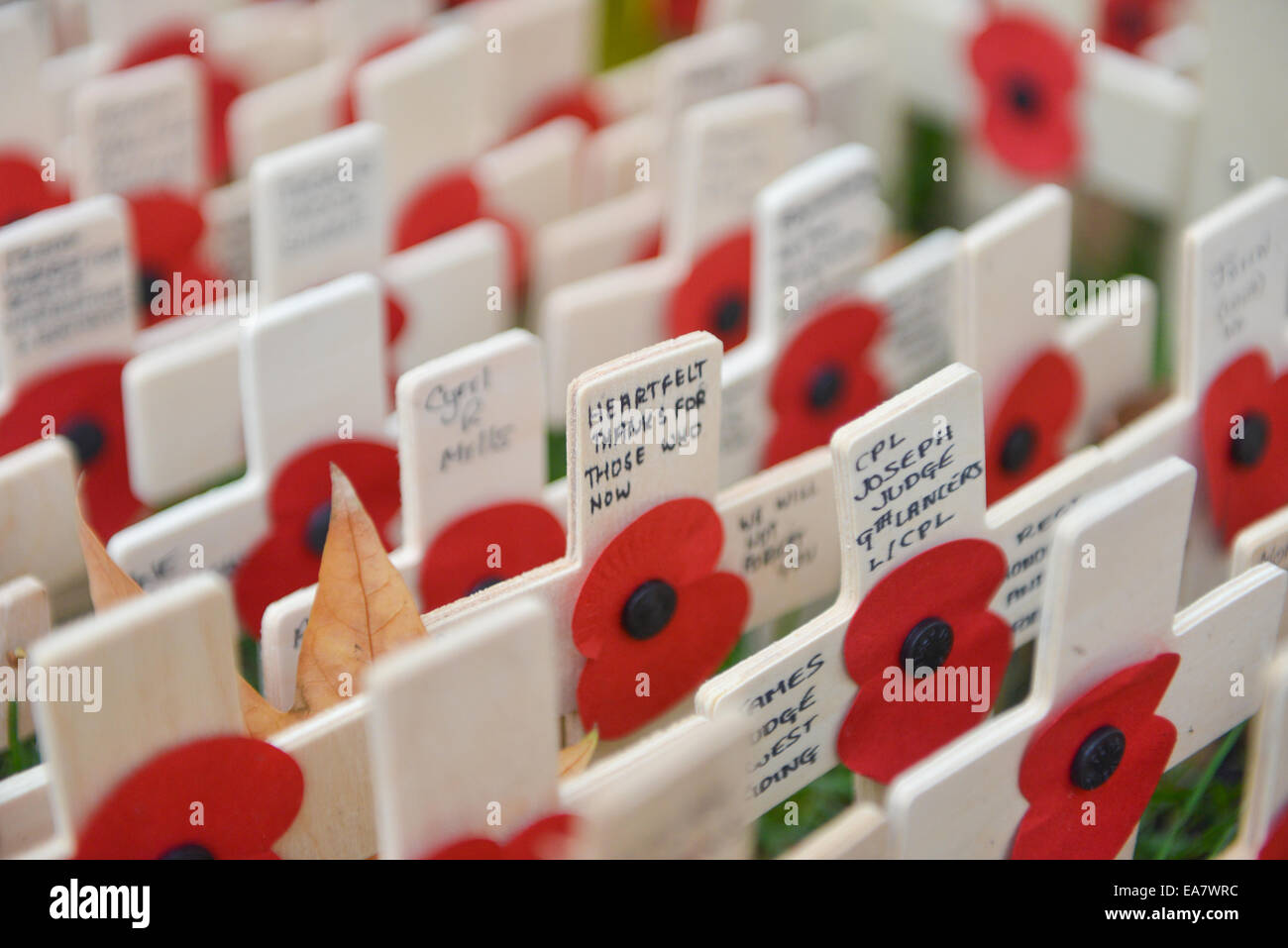 Westminster Abbey, London, UK. 8th November 2014. The Field of ...