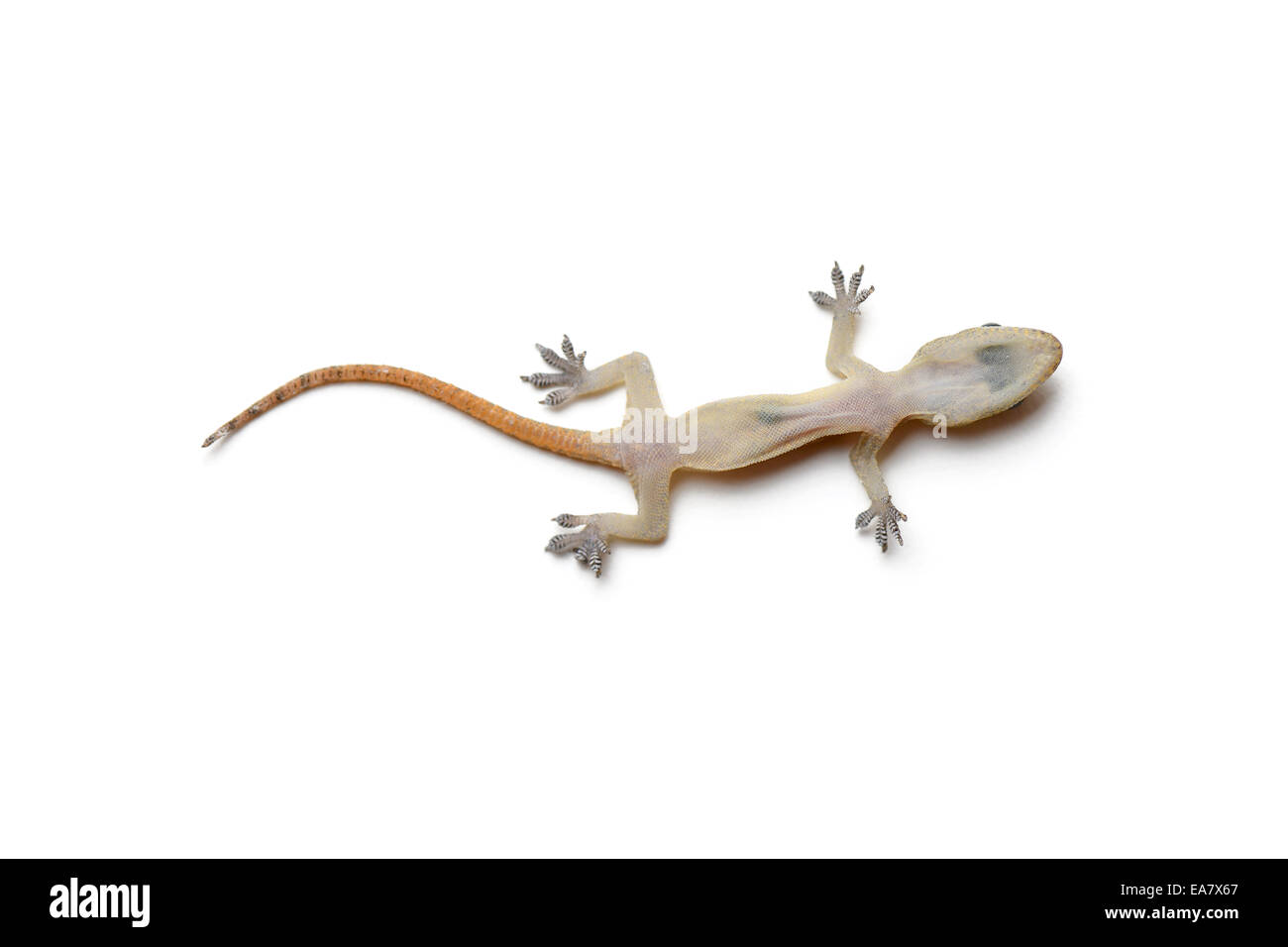 Dead Gecko Cut Out Stock Images & Pictures - Alamy