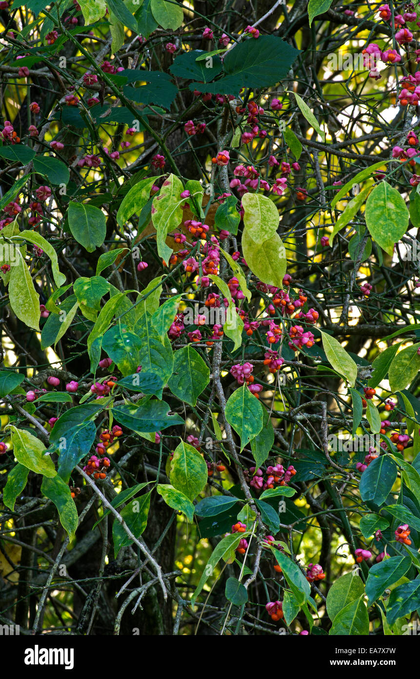 Spindle Berries, A shrub of base rich soils. In Britain has a mainly ...