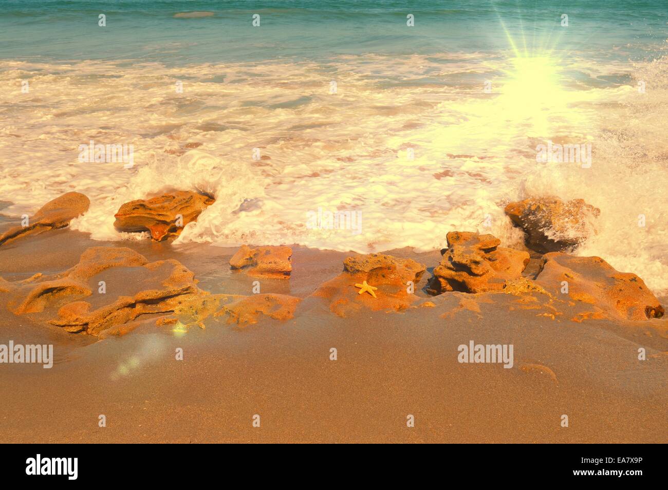 Starfish basking on the rocky beach Stock Photo - Alamy