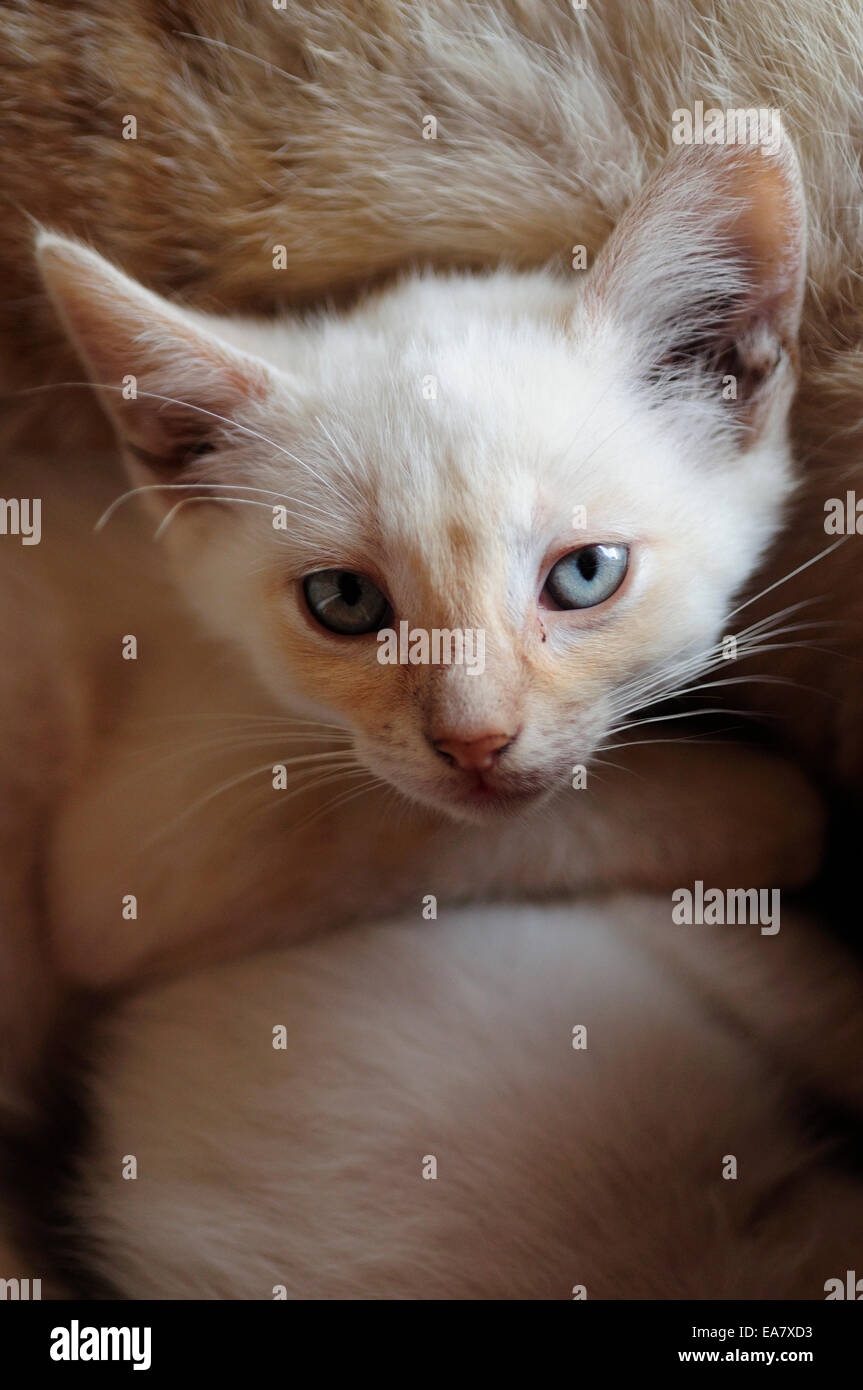 Kitten pose hi-res stock photography and images - Alamy