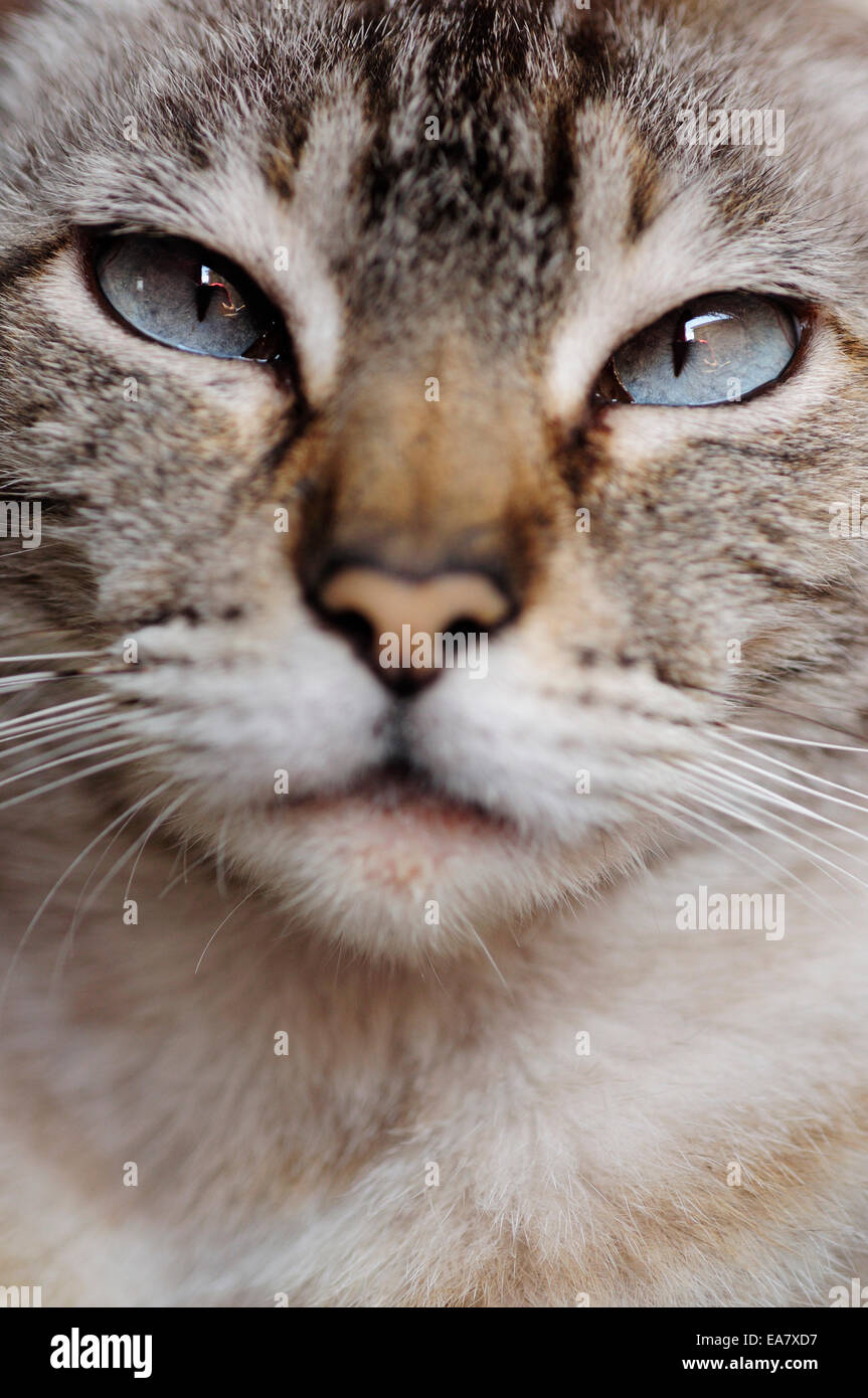 Fauna gaze hi-res stock photography and images - Alamy