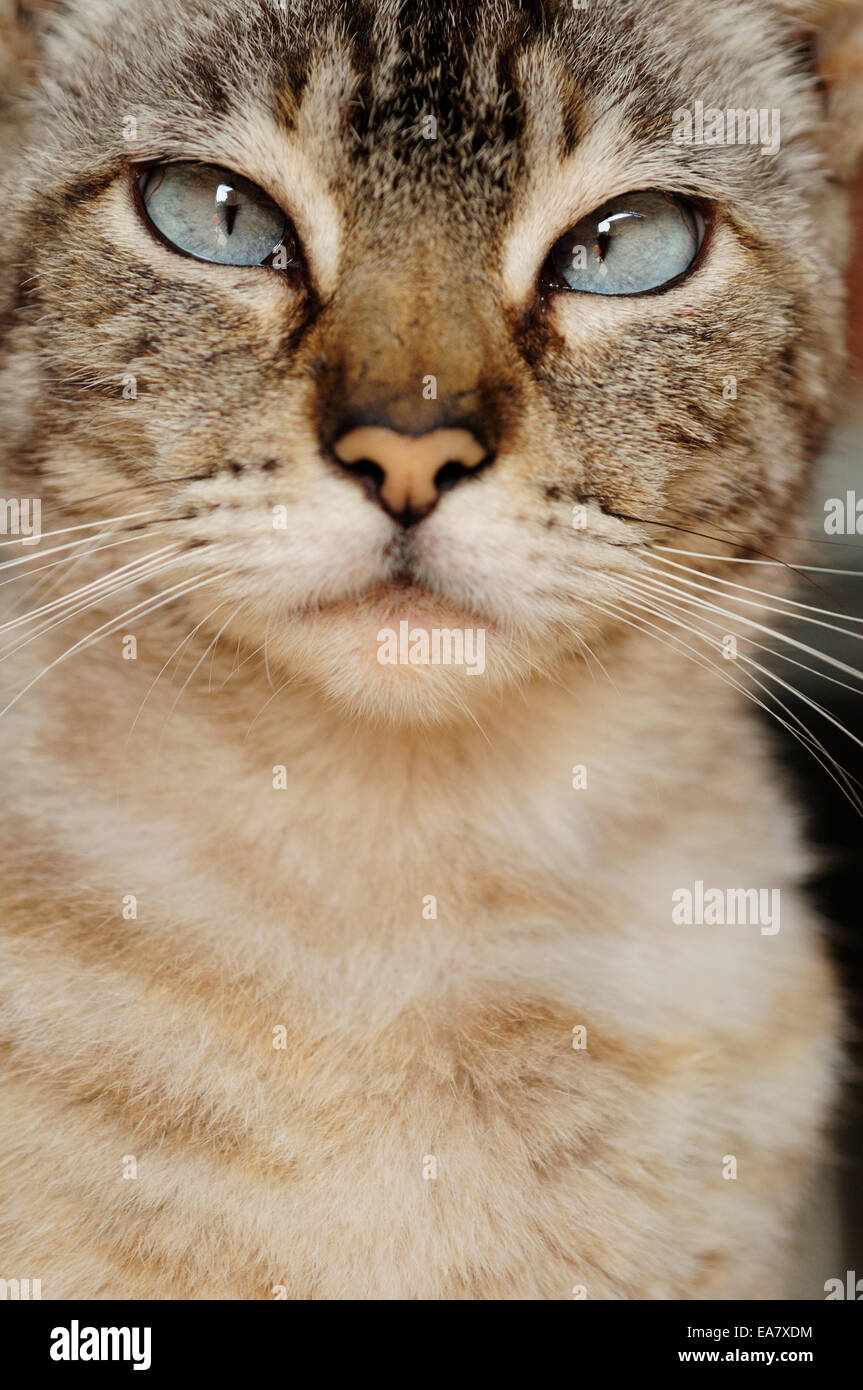 Look gaze hi-res stock photography and images - Alamy