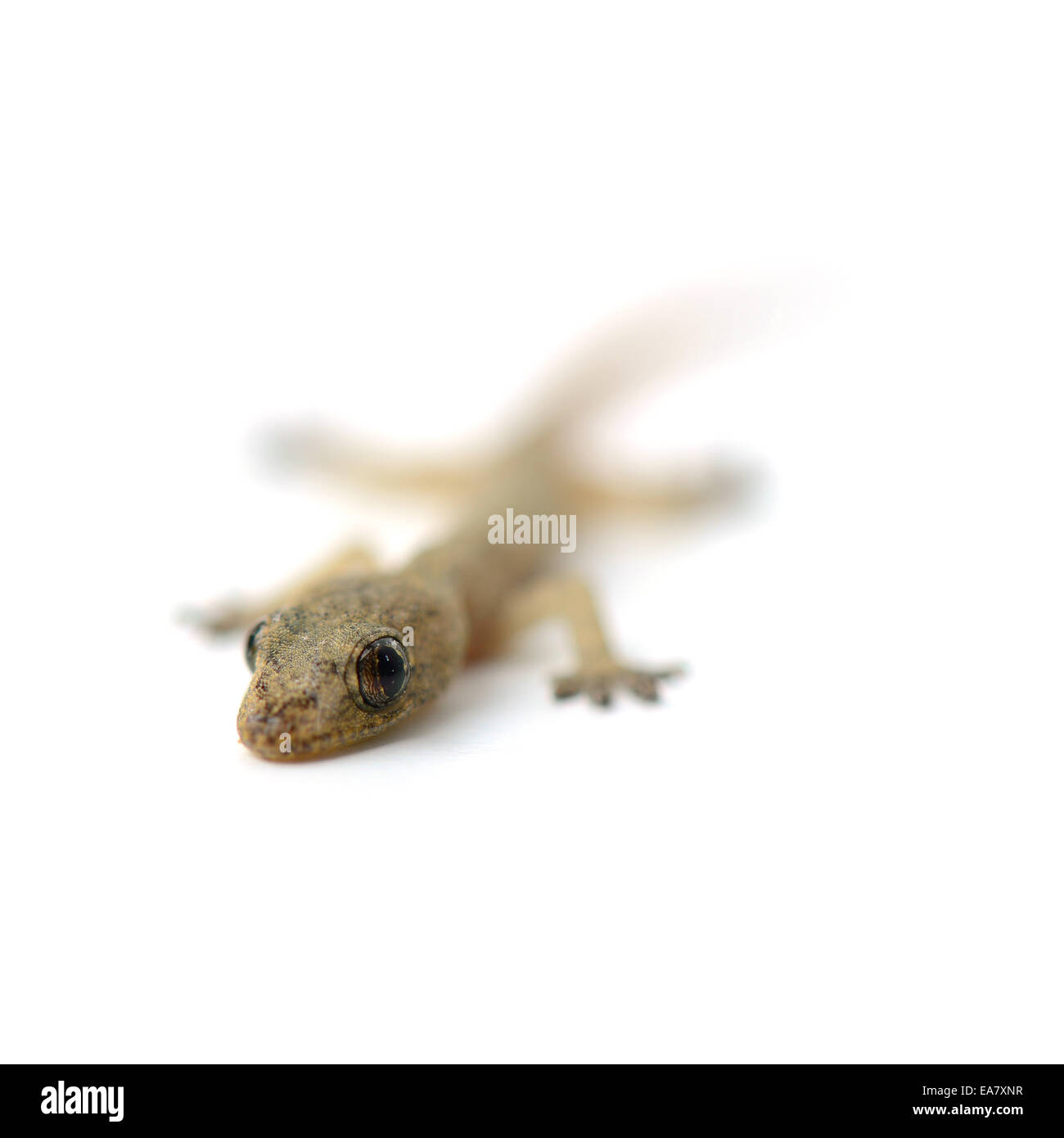 Gecko on white Stock Photo - Alamy