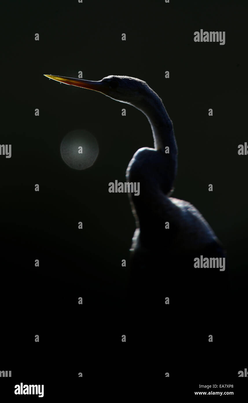 Snake bird hi-res stock photography and images - Alamy