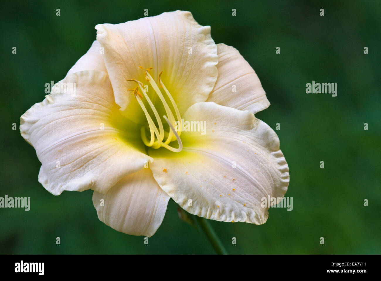 HEMEROCALLIS 'RARE LOVE' Stock Photo - Alamy