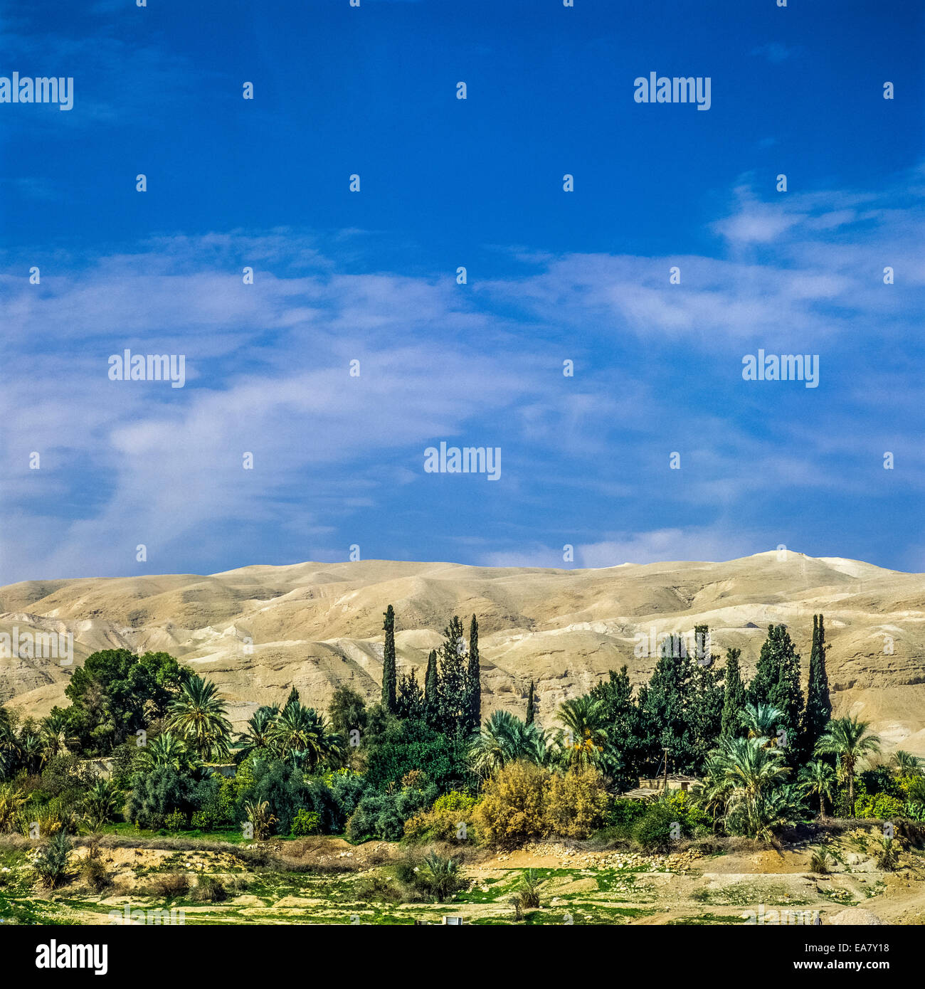Landscape with trees near Jericho and Judean hills Israel Stock Photo ...
