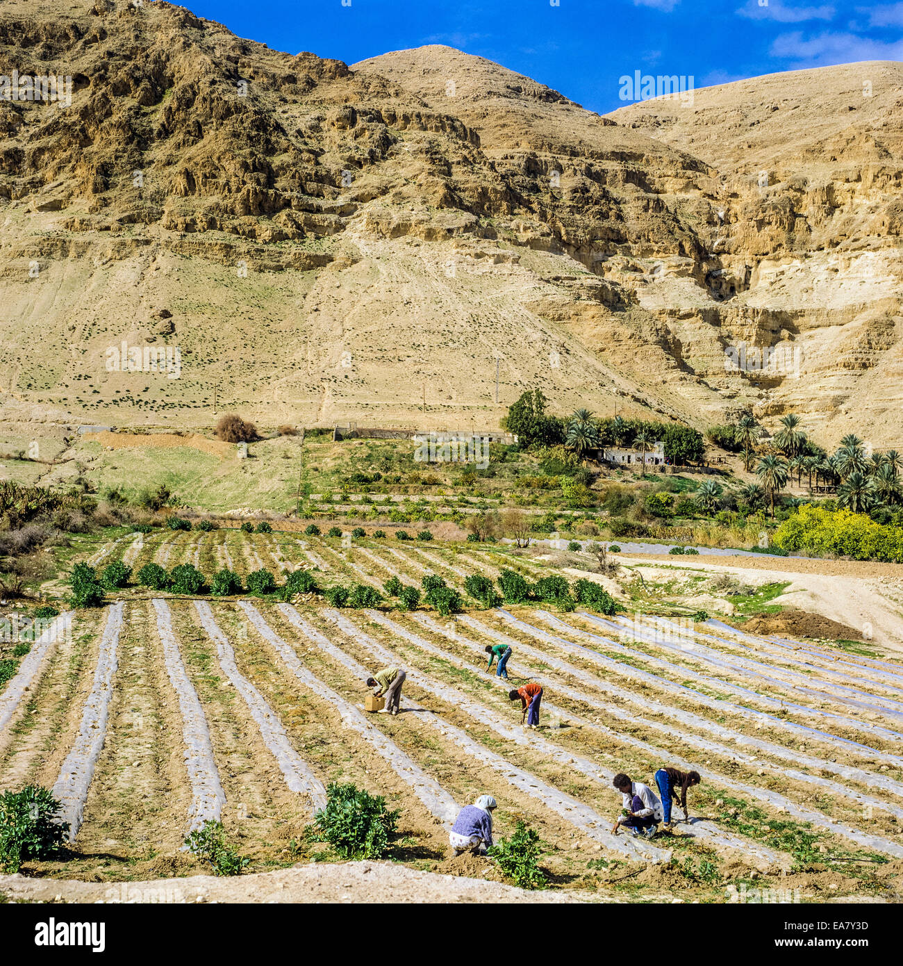 Farmers planting tomatoes near Jericho and Judean hills Israel ...