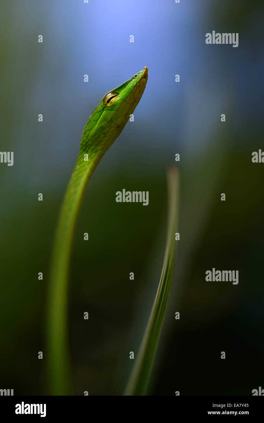 Green vine snake hi-res stock photography and images - Alamy