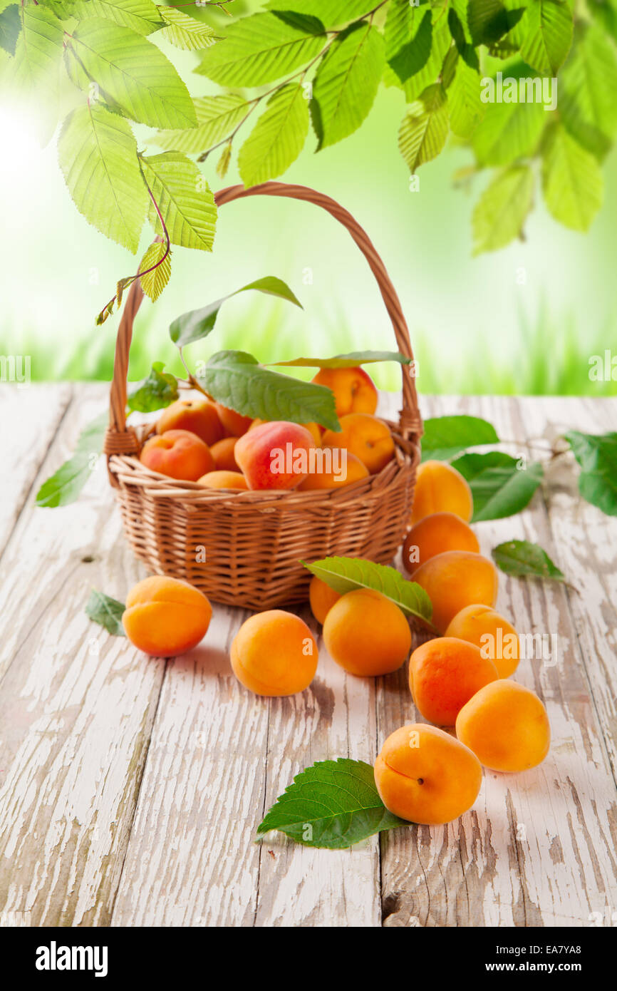 Fresh harvested apricots in basket Stock Photo - Alamy