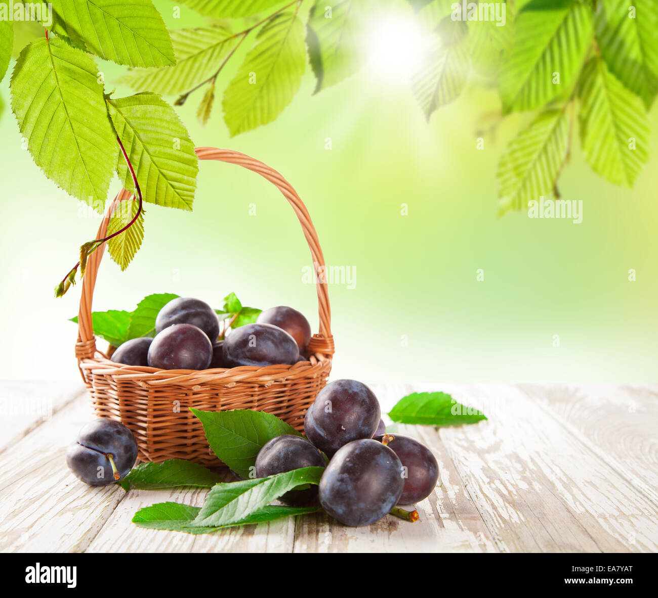 fresh harvested plums in basket Stock Photo - Alamy