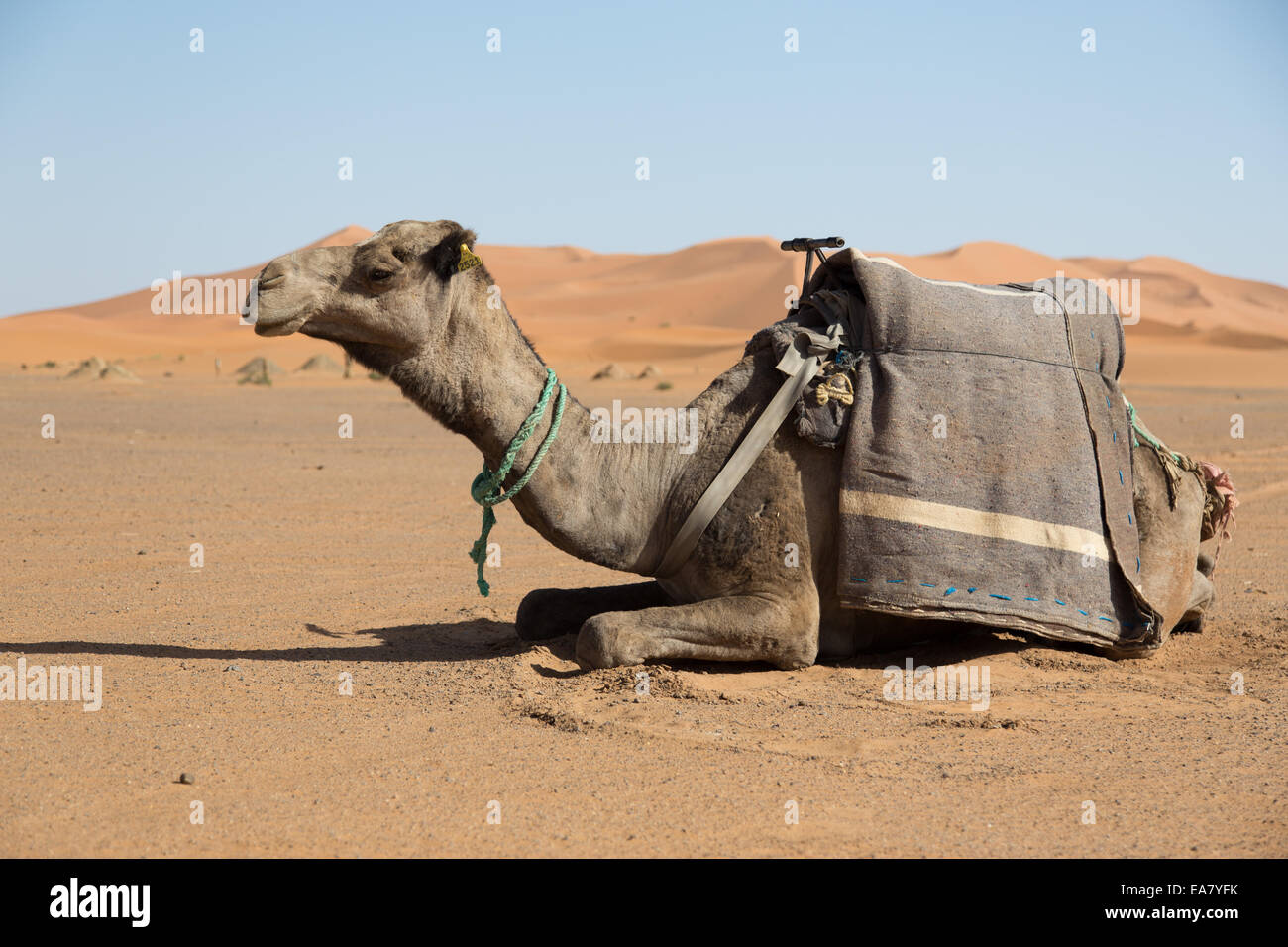 Dromadaire desert hi-res stock photography and images - Alamy