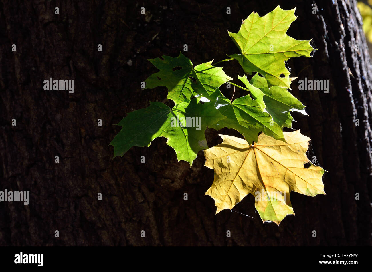 Maple leaves in the old tree Stock Photo - Alamy