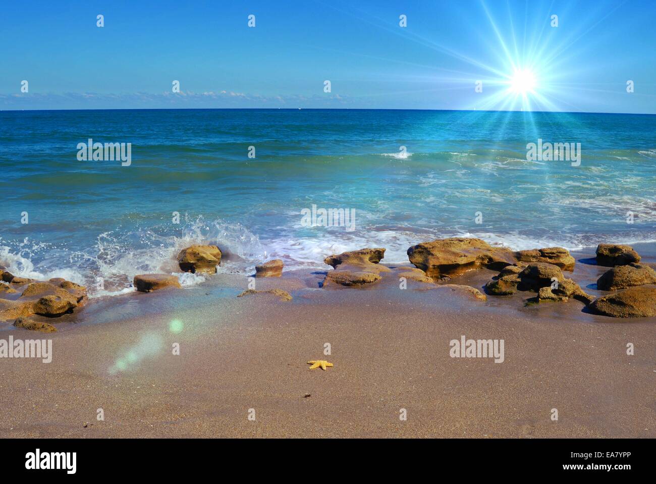 Starfish basking in the sun rays Stock Photo - Alamy