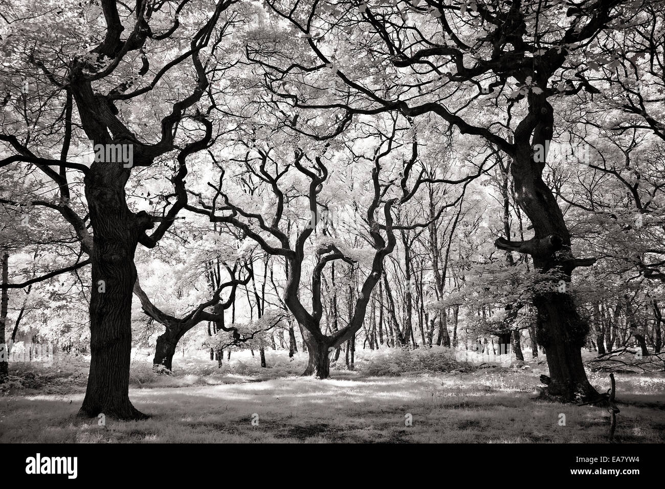 Black and white infrared image of Ancient oak woodland a former ...