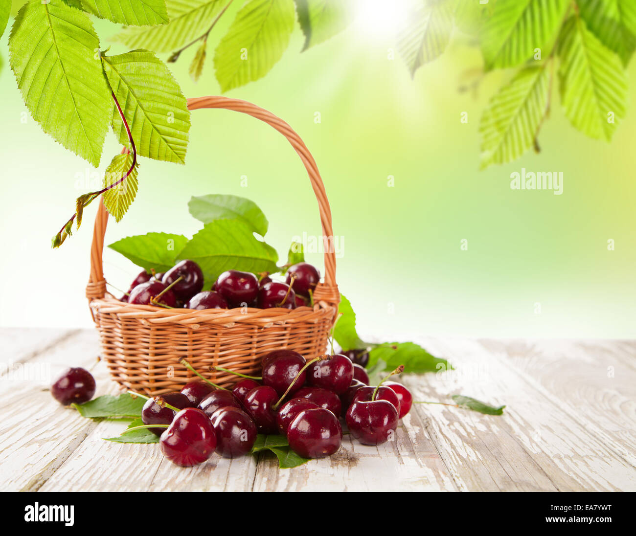 Fresh harvested cherries in basket Stock Photo - Alamy