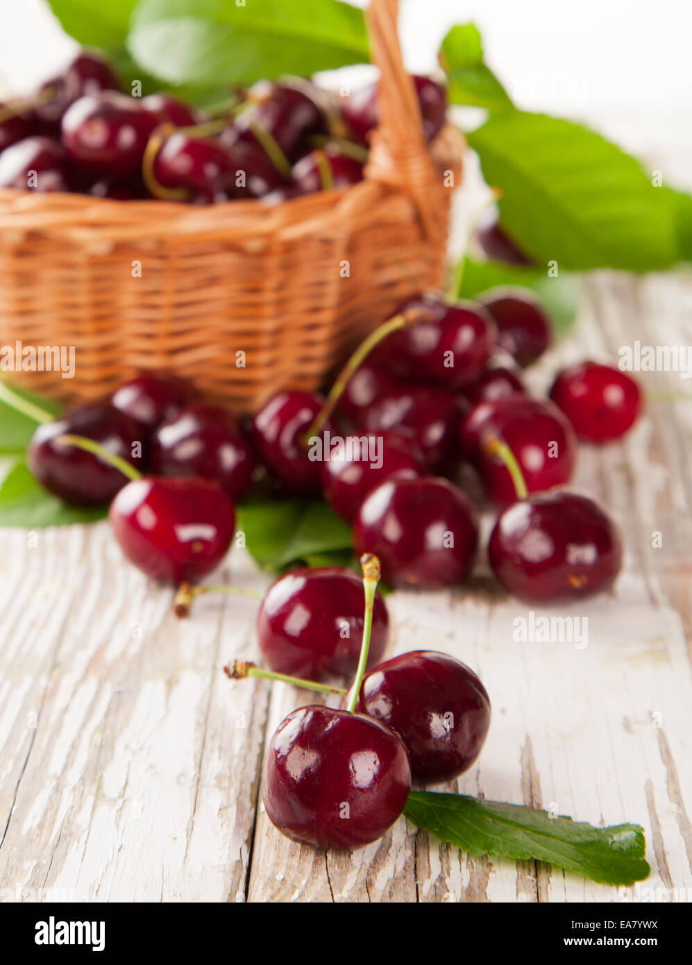 Fresh harvested cherries in basket Stock Photo - Alamy