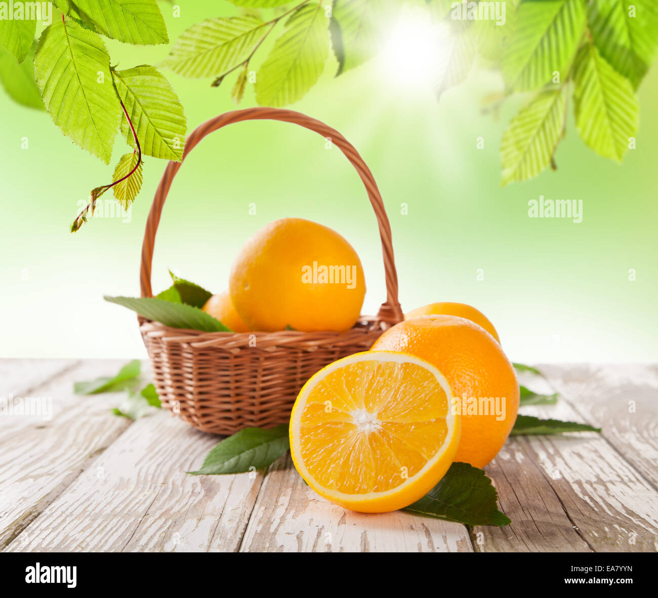 Fresh harvested oranges in basket Stock Photo - Alamy