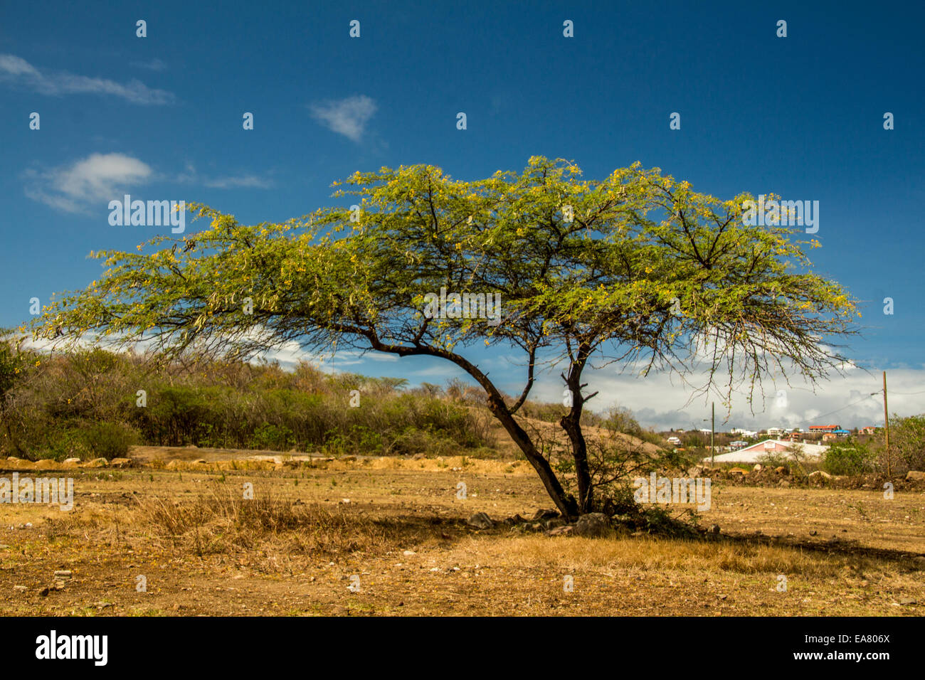 National tree of st lucia hi-res stock photography and images - Alamy