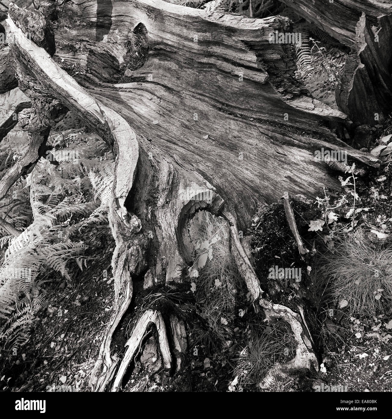 Old tree sculpture hi-res stock photography and images - Alamy