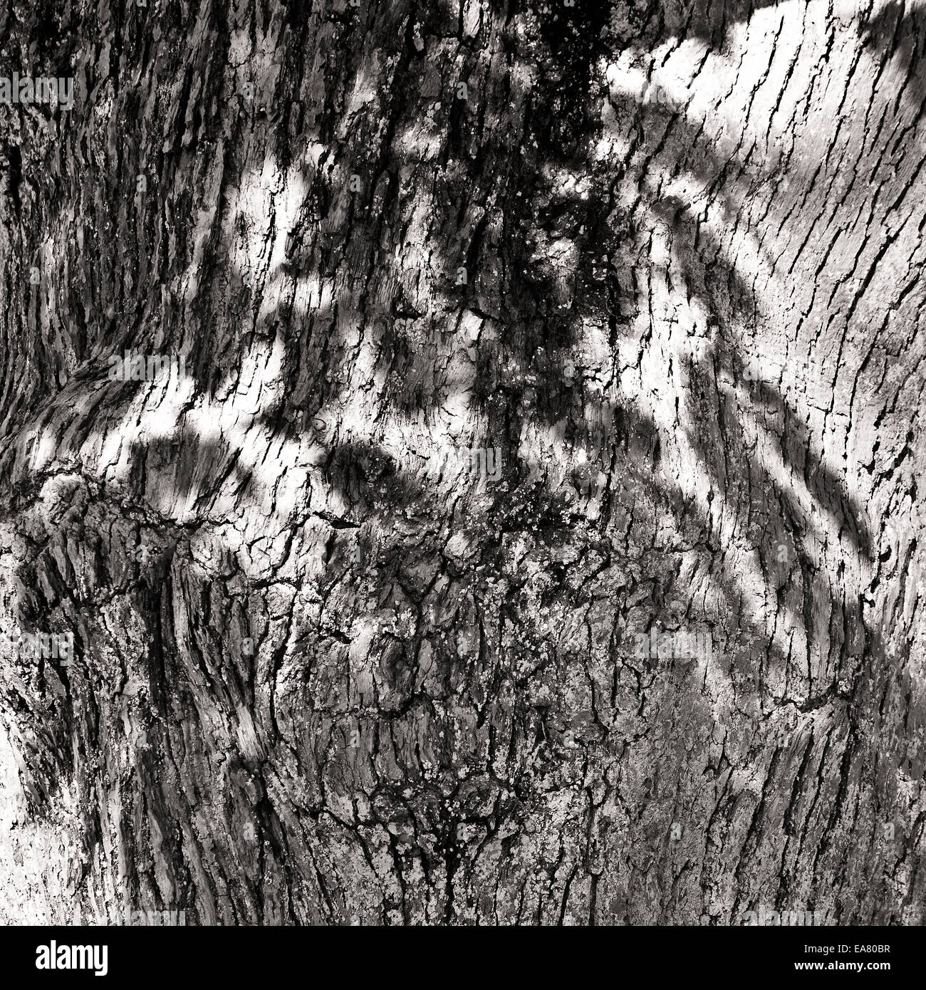 Oak tree trunk and bark showing texture and dappled shadow on Cannock ...