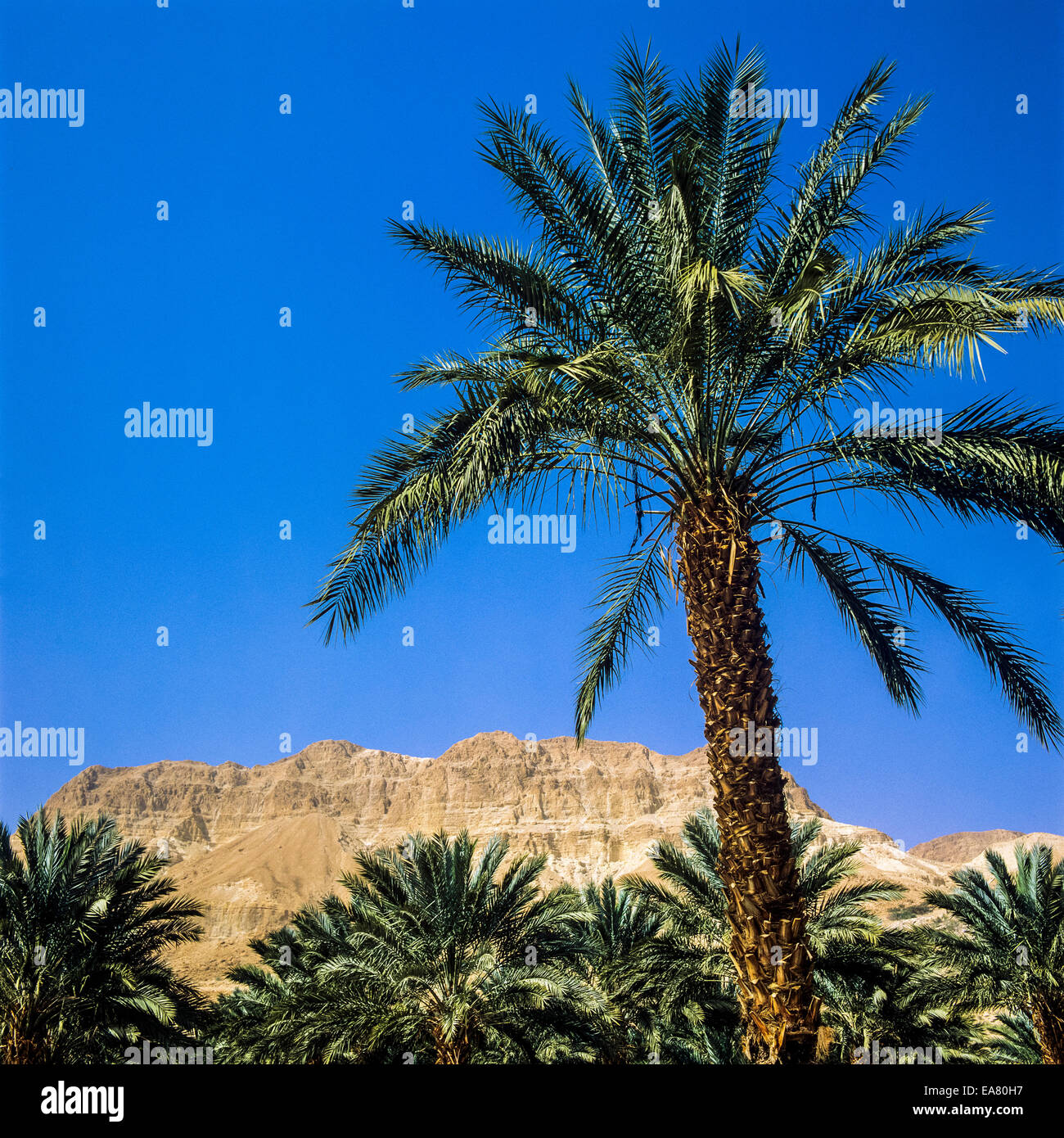 Palm tree and Judean mountains Dead Sea area Israel Stock Photo - Alamy