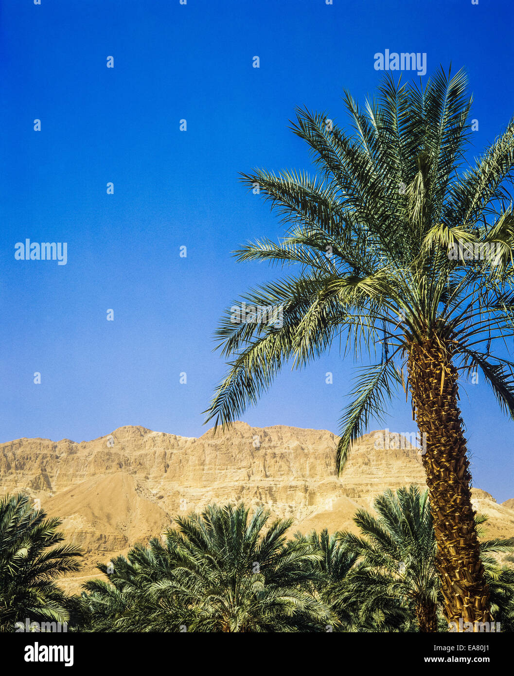 Judean hills israel farm hi-res stock photography and images - Alamy