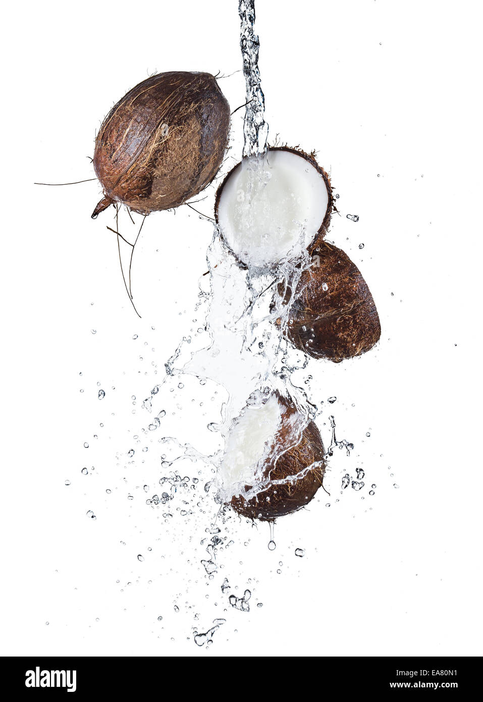 Isolated shot of cracked coconuts with water splash on white background ...