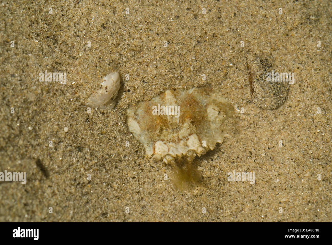 Burrowing crab hi-res stock photography and images - Alamy