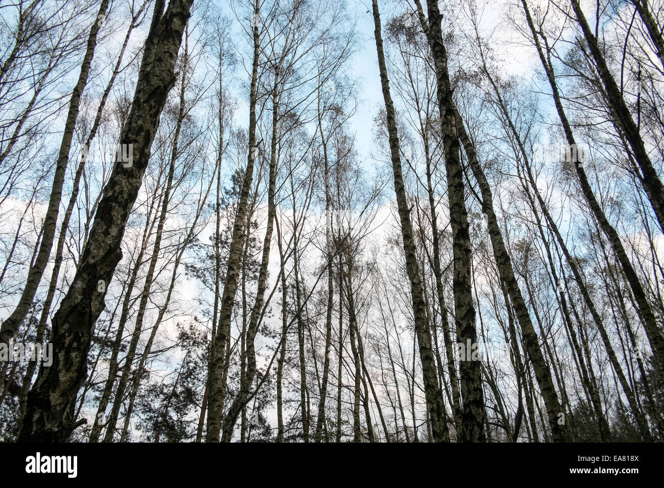 Tree trees forest woodland hi-res stock photography and images - Alamy