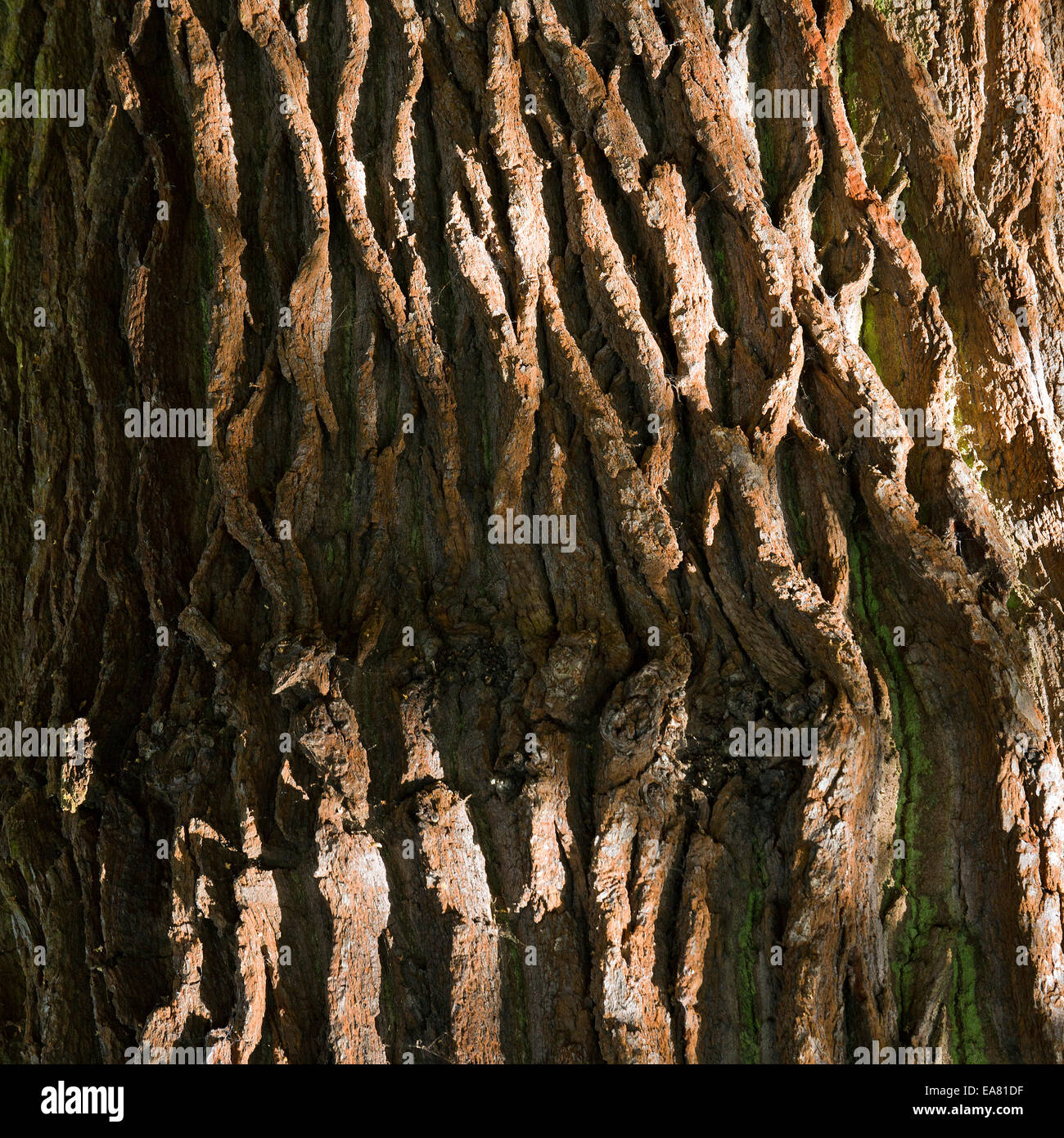 Oak tree trunk hi-res stock photography and images - Alamy