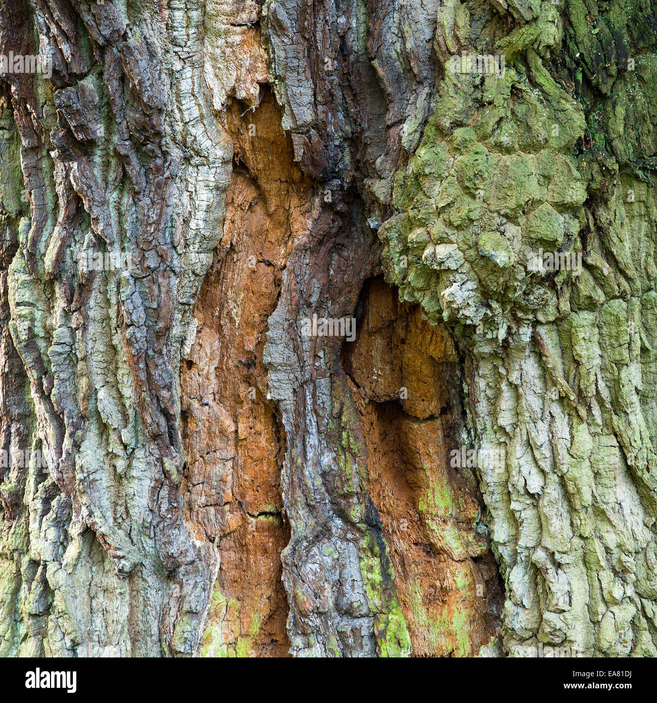 Beautiful colours patterns and textures on tree trunk in Ancient Oak ...